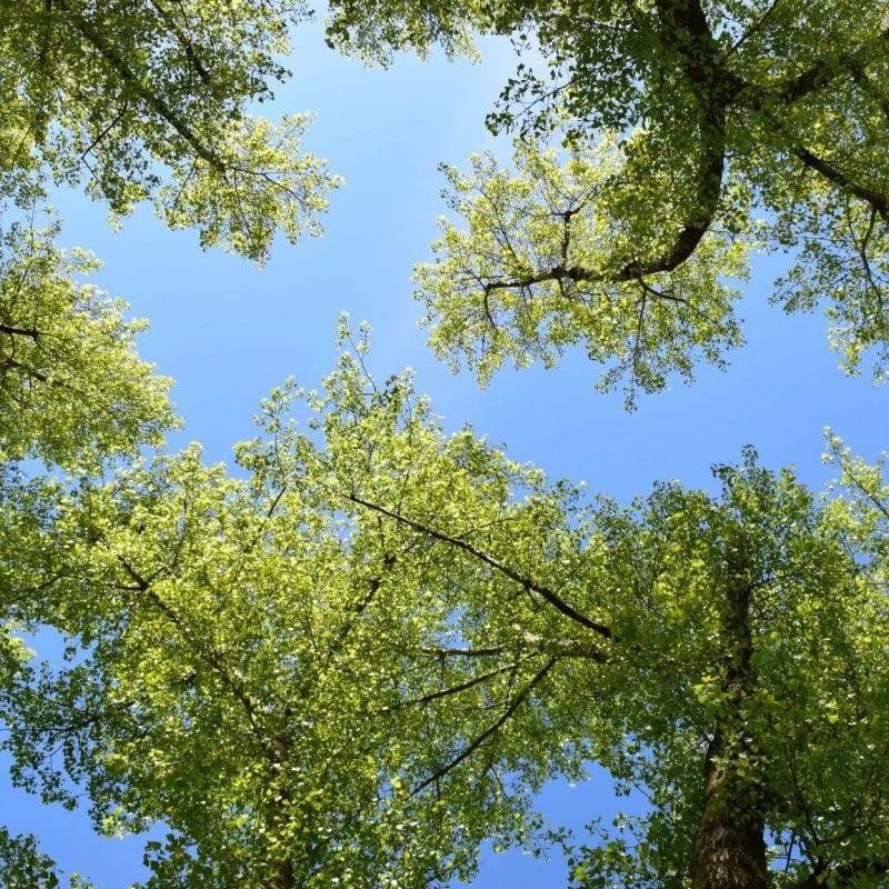 Articles about Giftedness on InterGifted's Blog